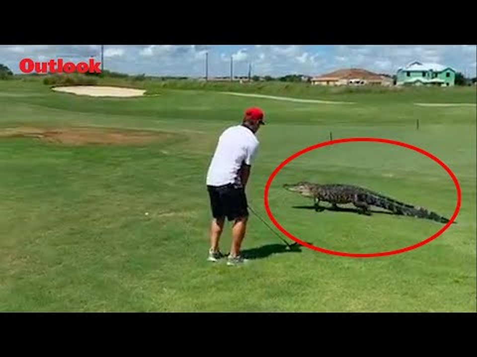 Florida Golfer Continues With His Game As 7 Feet Alligator Strolls ...