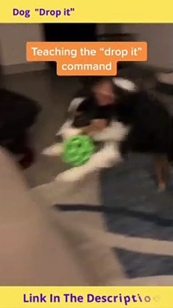 How Do I Teach My Puppy To Drop Commands