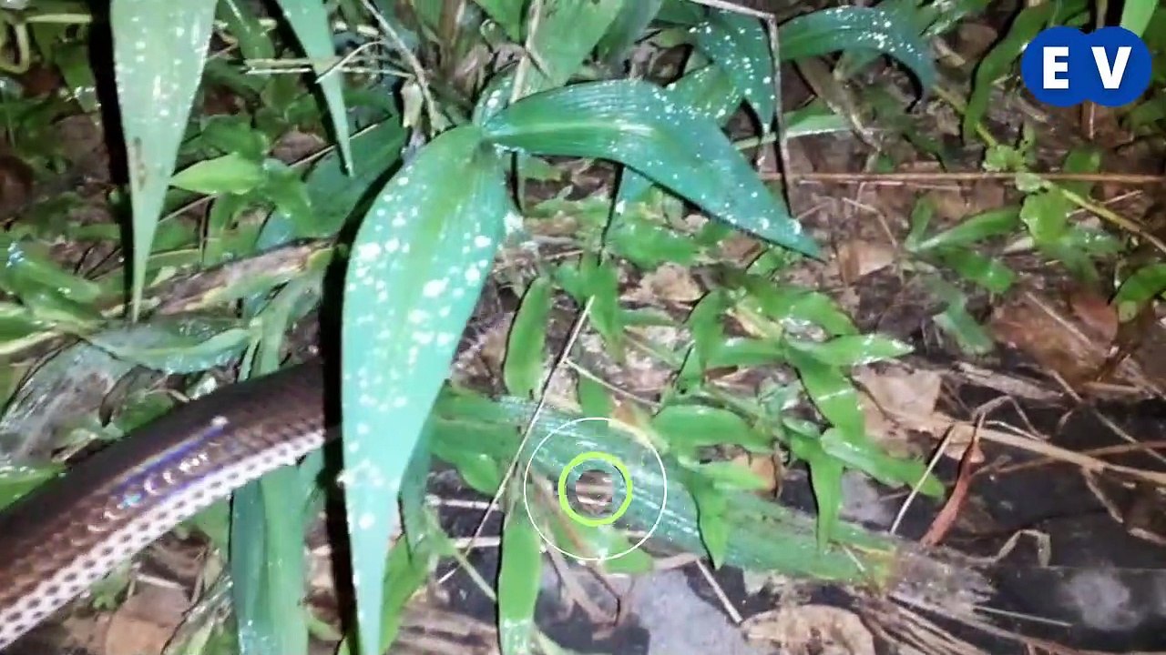 Ular Pelangi (Xenopeltis unicolor) - Video Dailymotion
