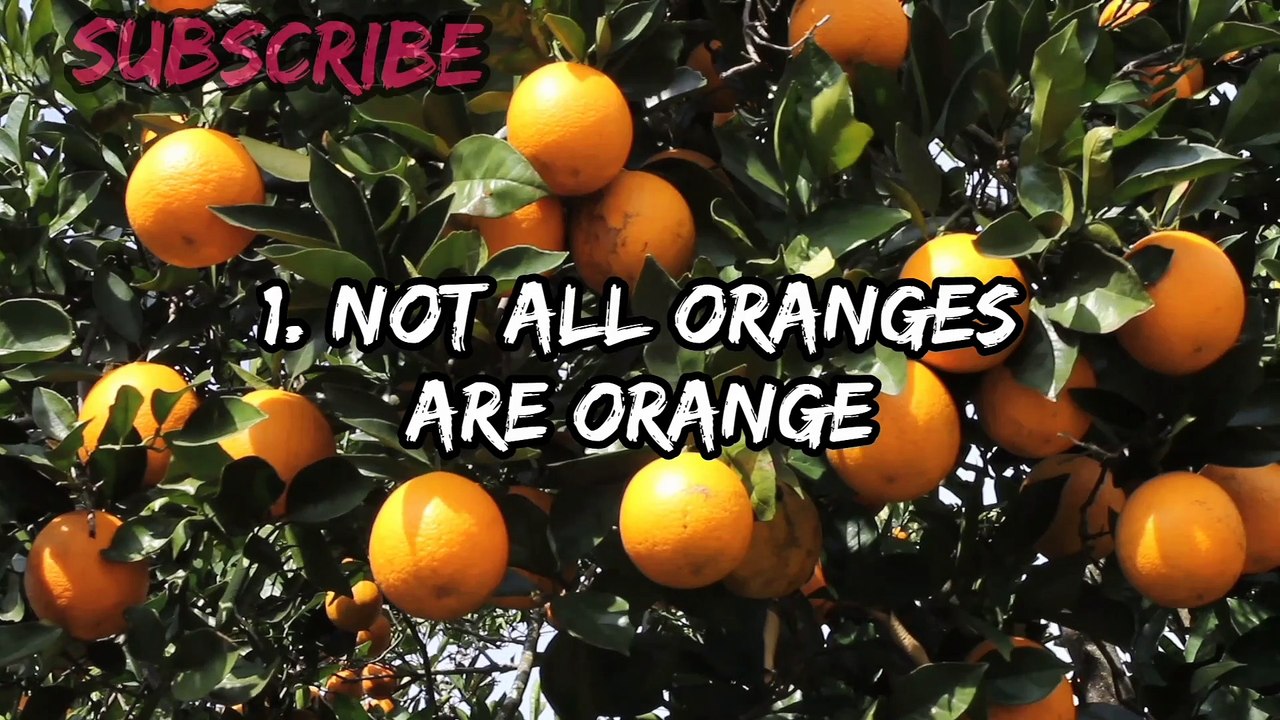 oranges fun fact - video Dailymotion