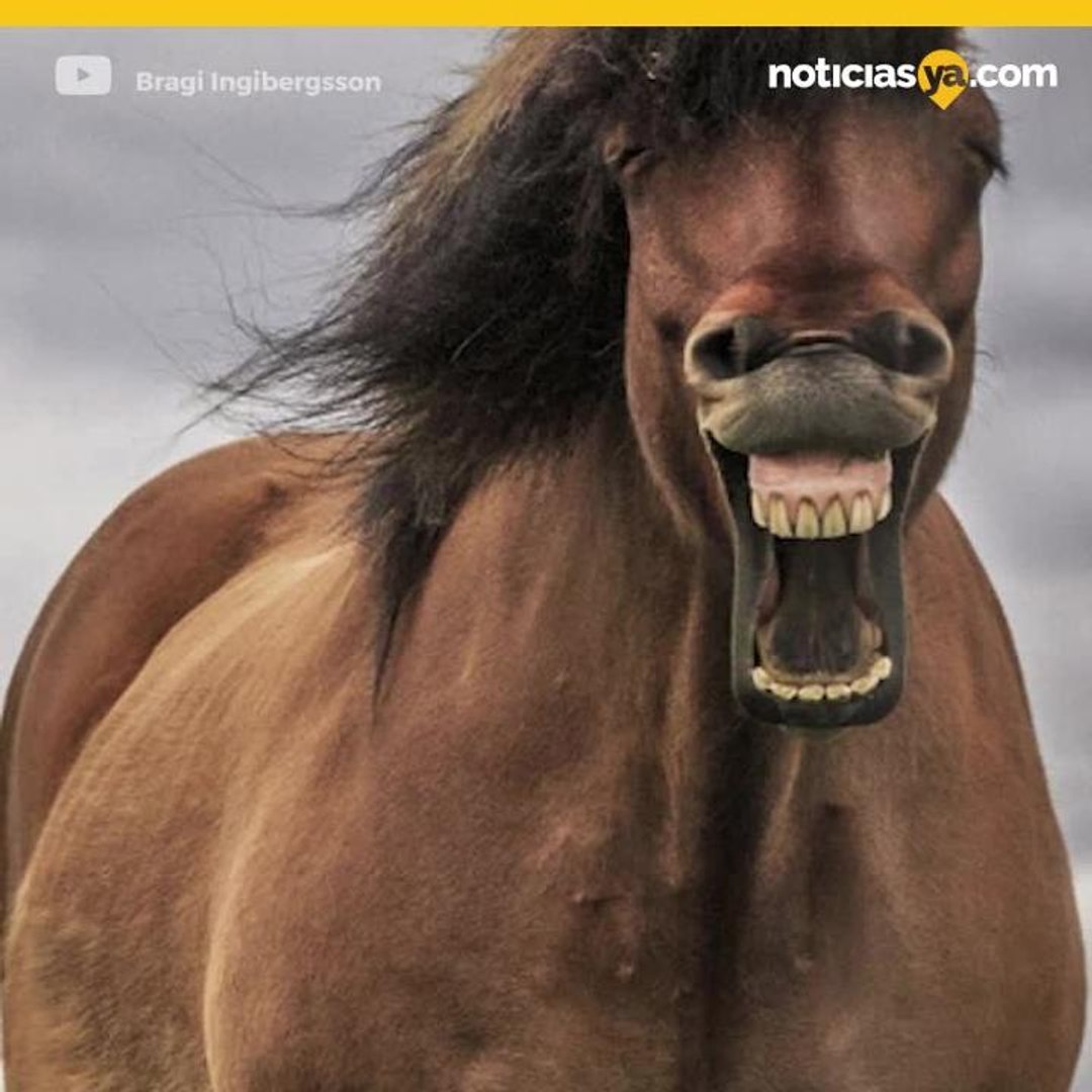 Imágenes Divertidas De Caballos Sonrientes Con Subtítulos