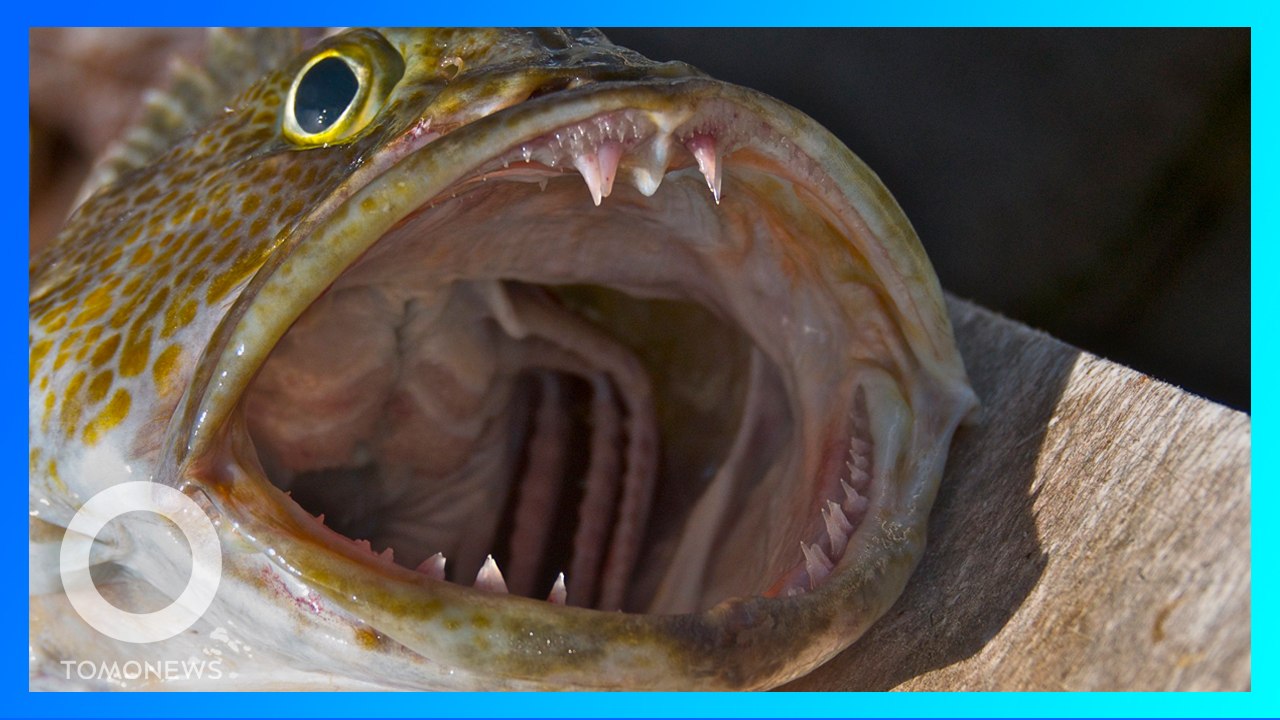 Ikan Punya 555 Gigi, 20 di Antaranya Copot Setiap Hari - video Dailymotion