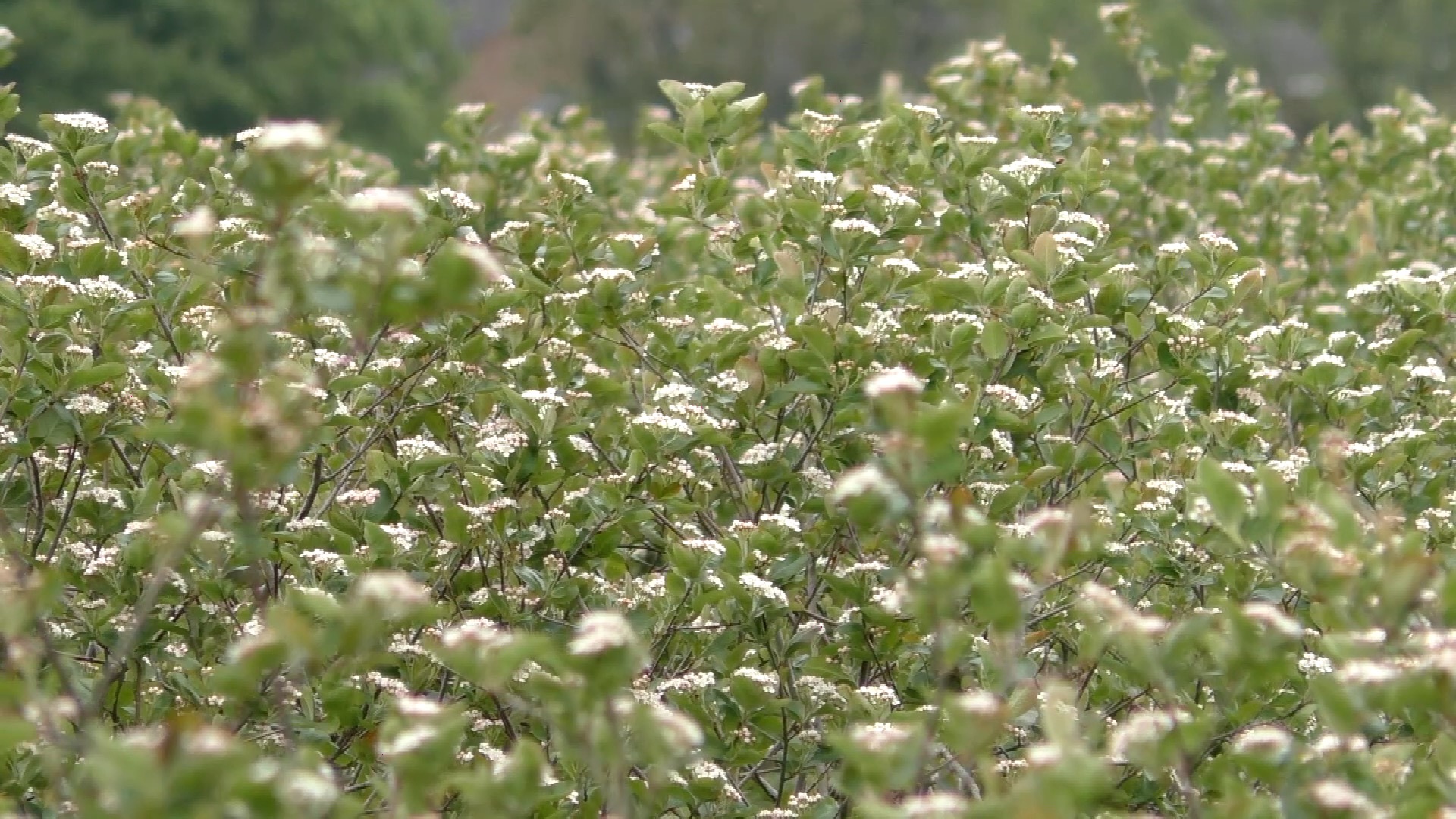 Made in Kent - Aronia Berries