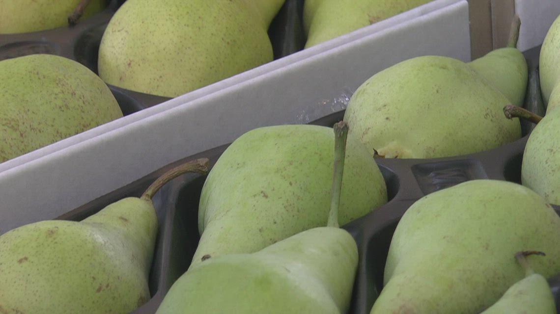 Made in Kent - National Fruit Show