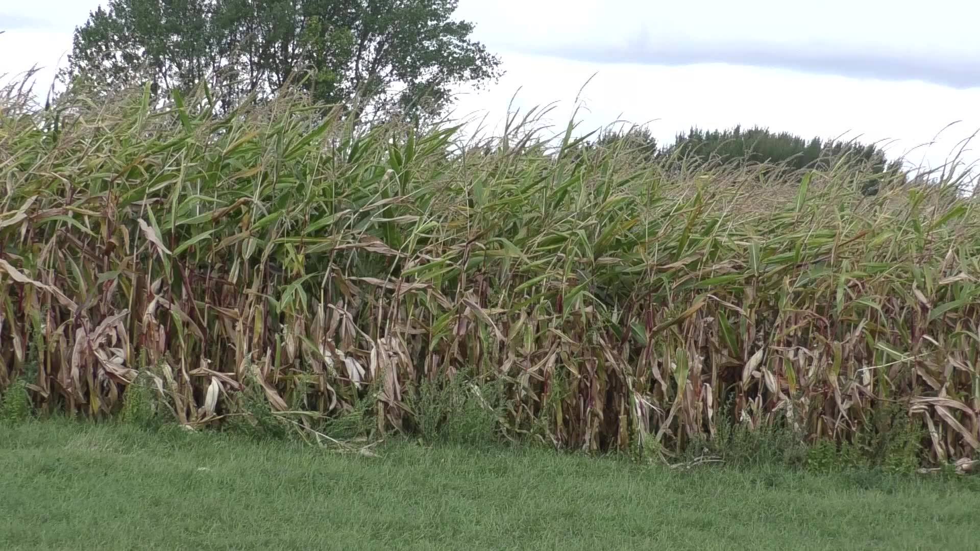 Farmers are facing their worst crop in 40 years after Kent's extreme ...
