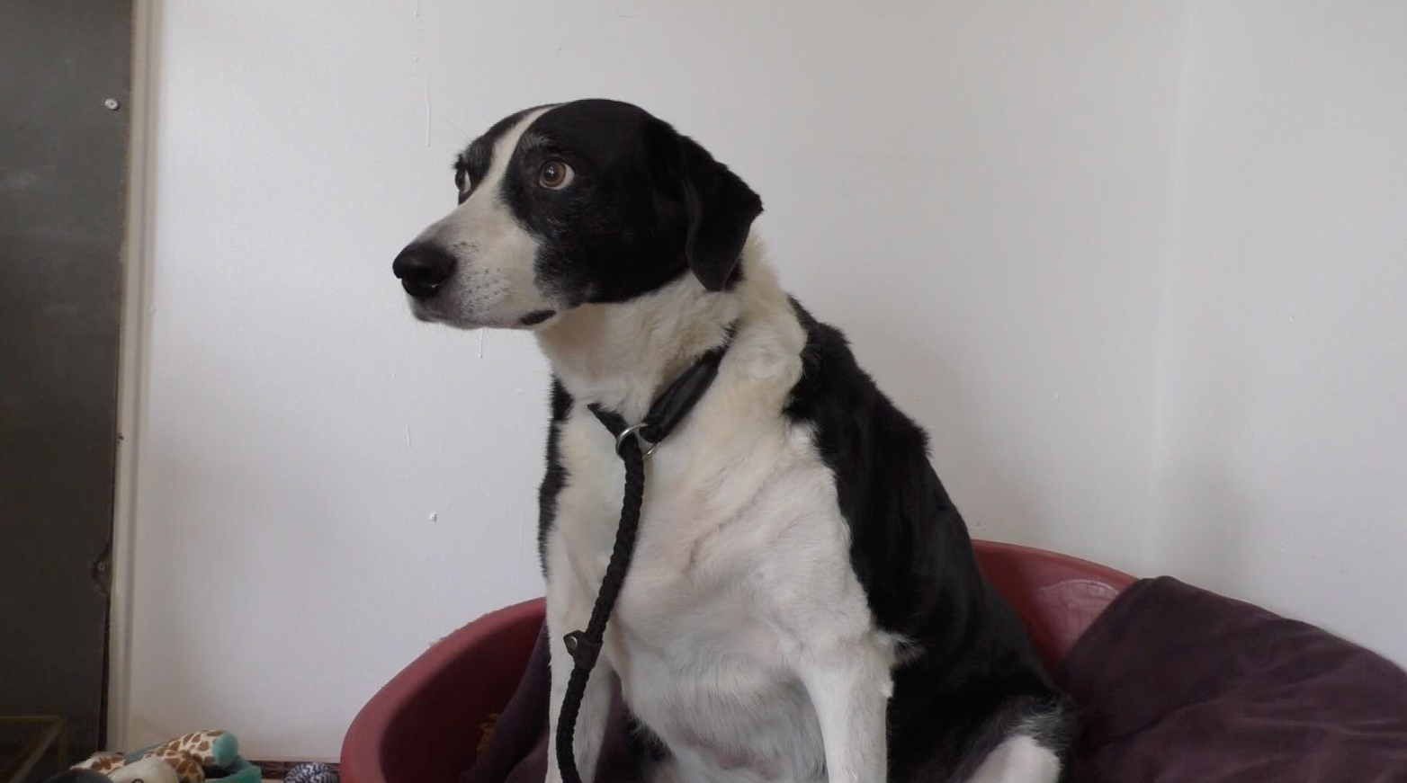 Kent rescue desperately looking for forever home for the UK's loneliest dog