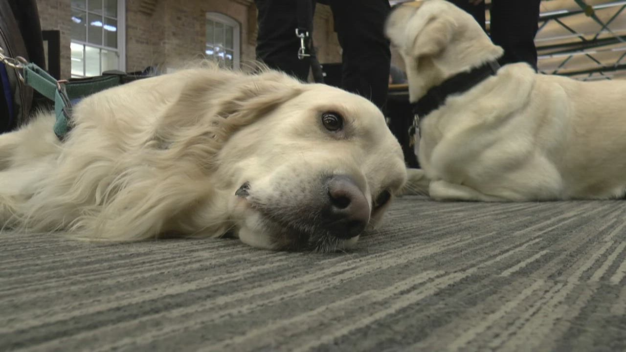 Therapy dogs visit stressed students at University of Kent