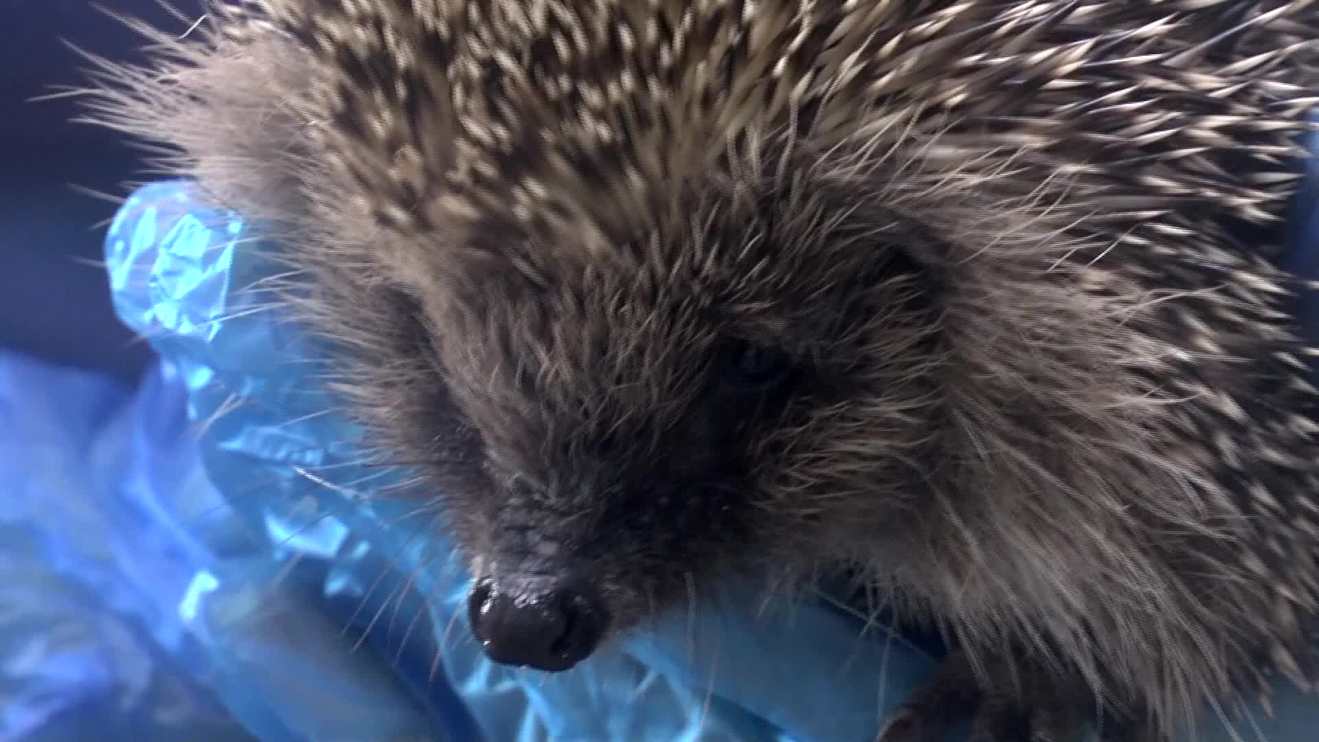 Hedgehog population hit record low in Kent