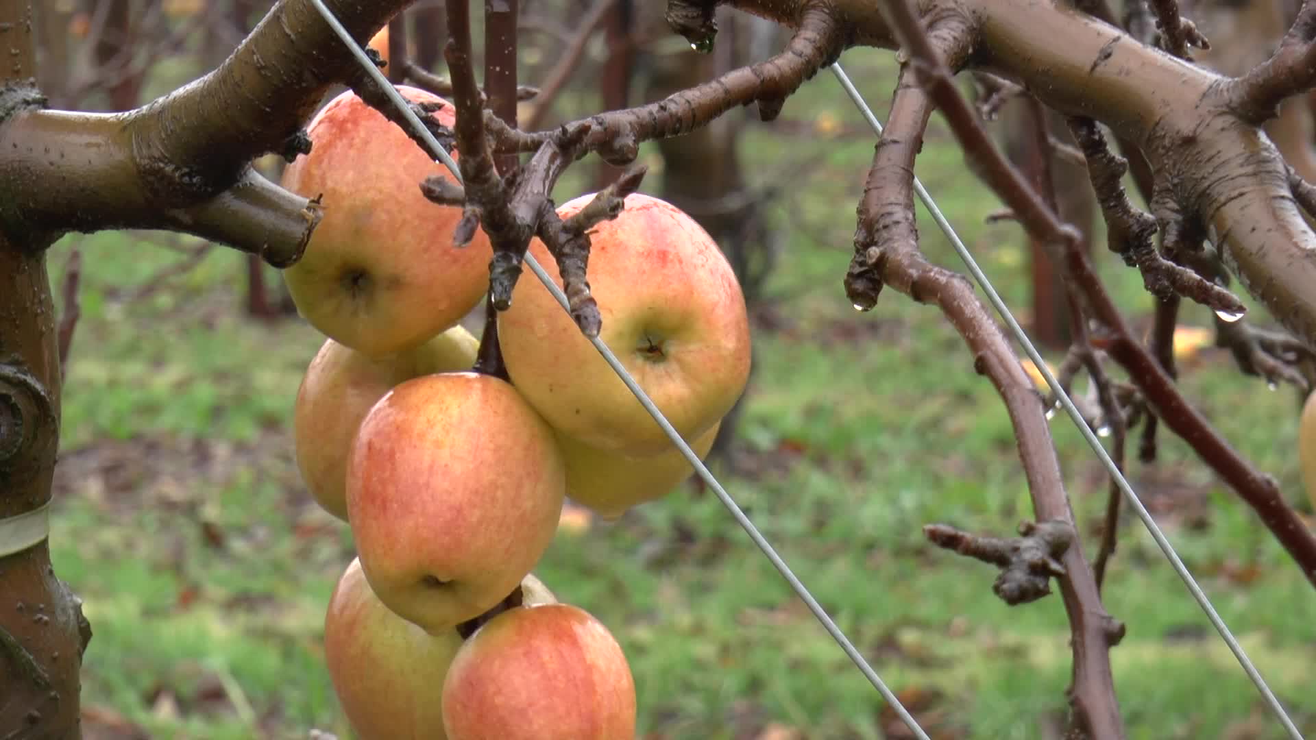 Kent's orchards are producing giant apples