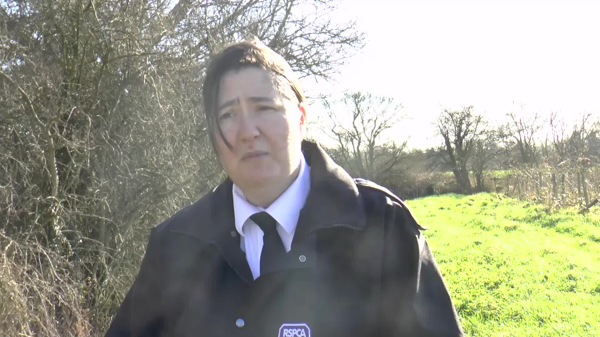 Dead Jack Russell terrier tied up in bag and dumped