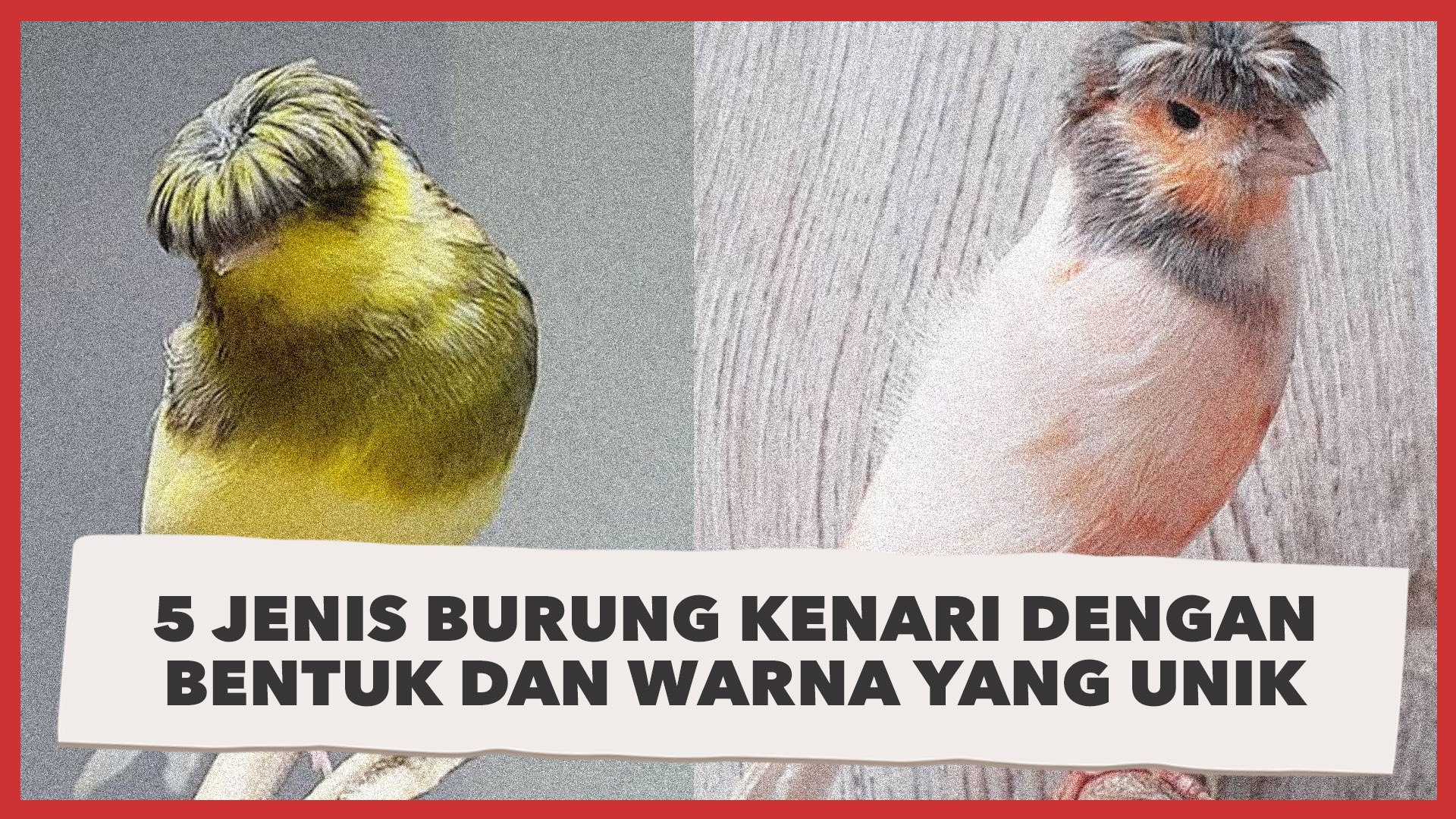 Jenis Burung Kenari