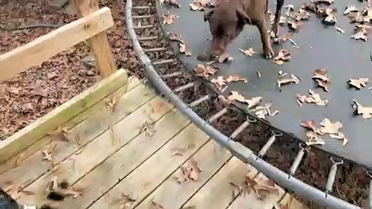 Furry Friends Tussle on Trampoline - video Dailymotion