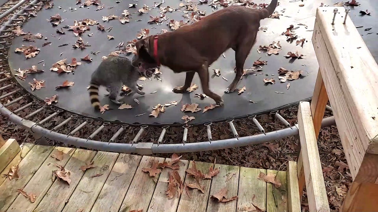 Furry Friends Tussle on Trampoline - video Dailymotion