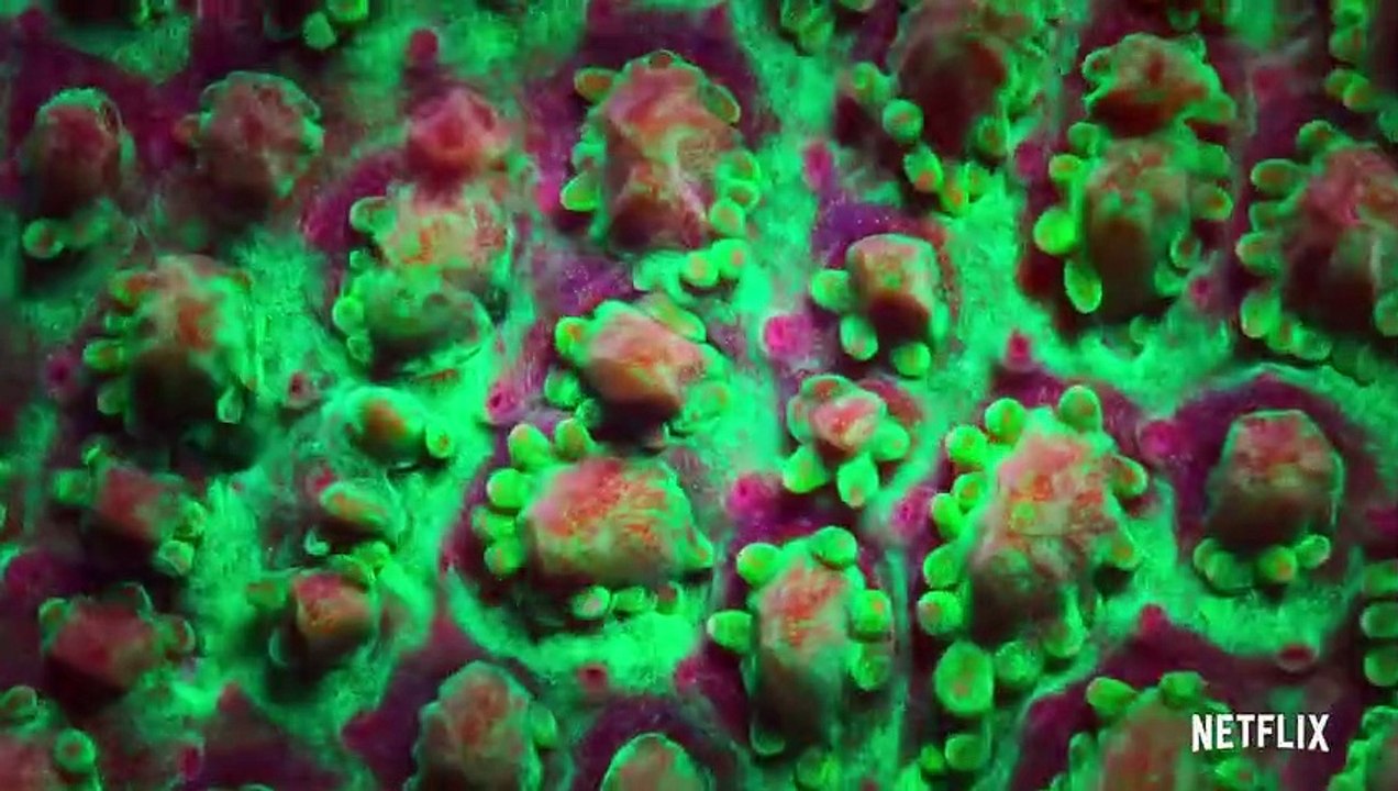 Puff: Wonders of the Reef | Official Trailer | Netflix - Vídeo Dailymotion
