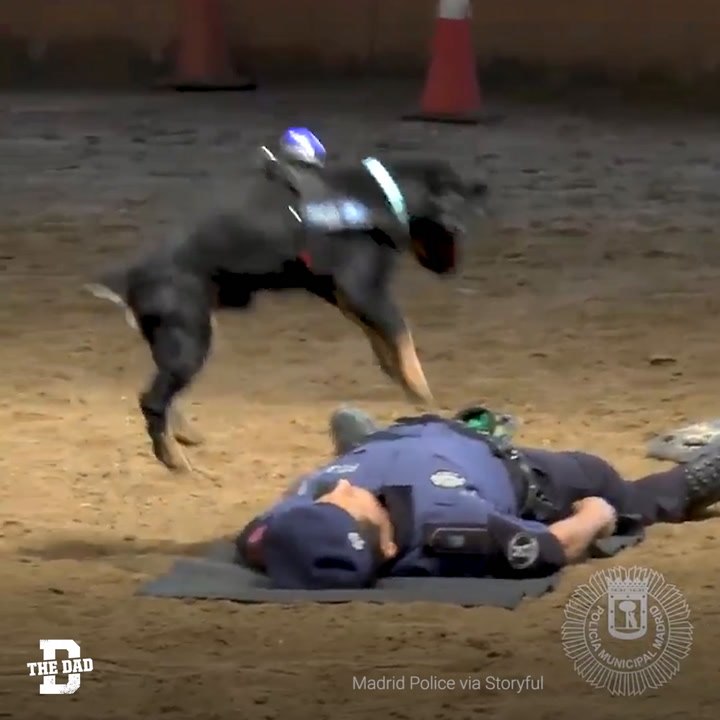 Police Dog Cpr - video Dailymotion