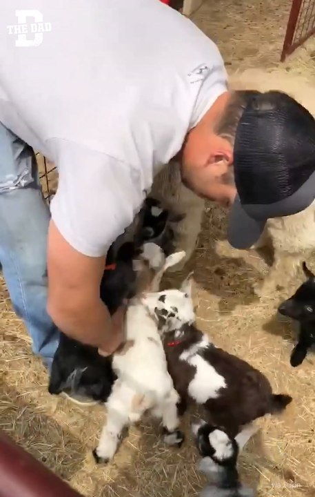 Goat Hug Fb - video Dailymotion