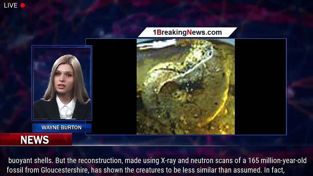 First ever 3D visualisation of an ammonite's muscles show how it swam ...