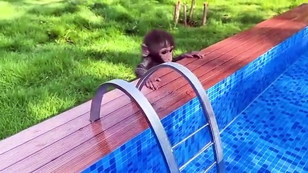 Baby monkey Bon Bon playing at the pool with puppy and duckling in the ...