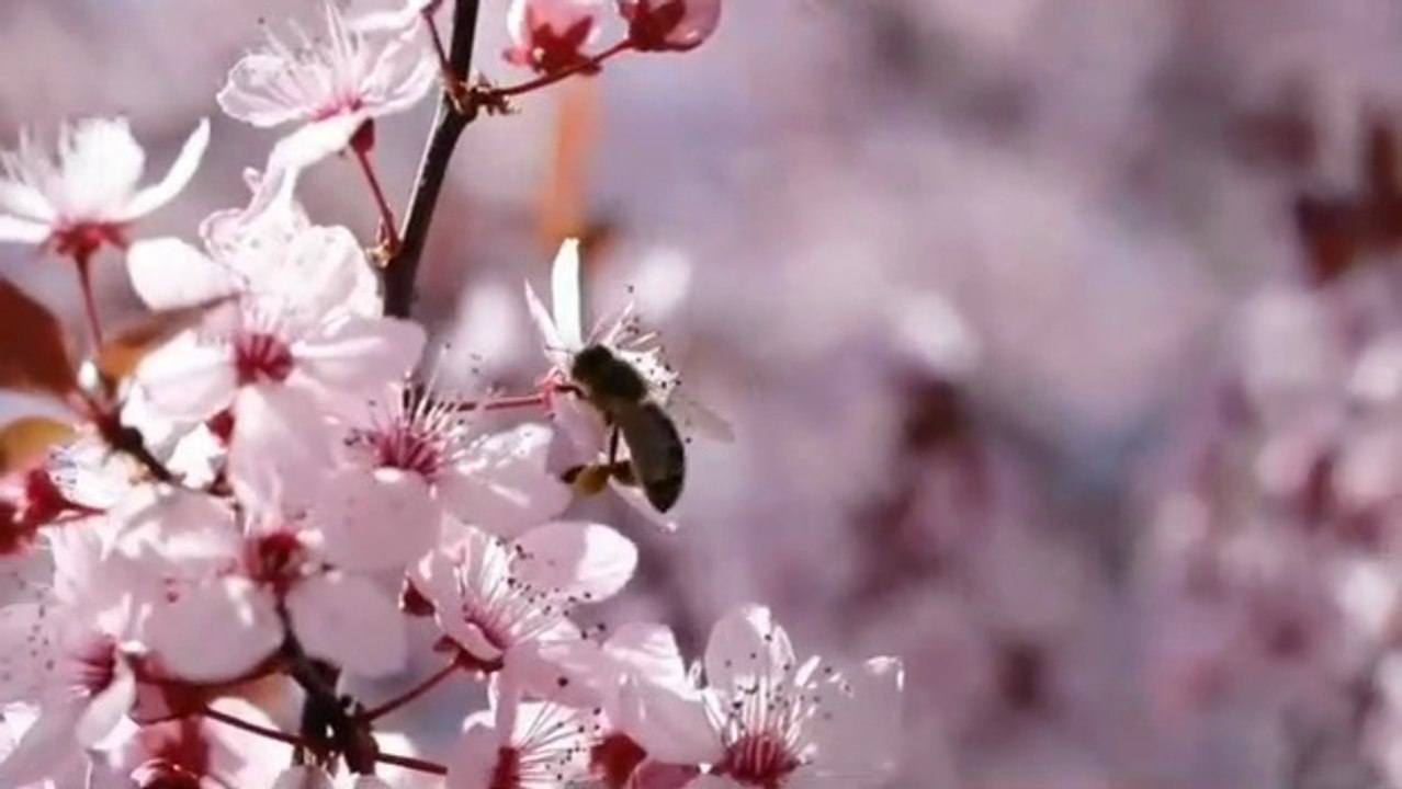 Beautifull in the morning - Video Dailymotion