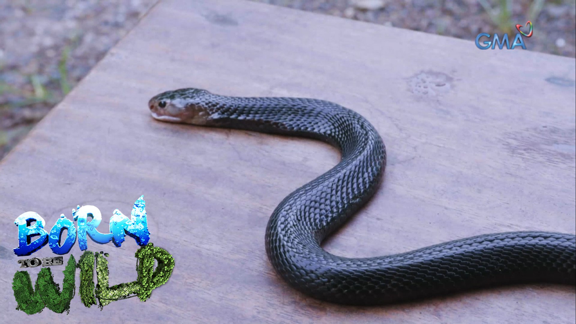 Philippine Cobra