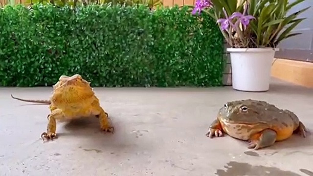 The bullfrog mixed with the lizard, starved nine times in three days─影片 ...