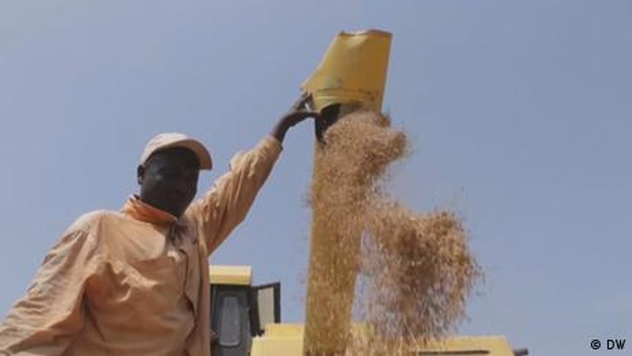 The future of rice farming in Ghana - video Dailymotion