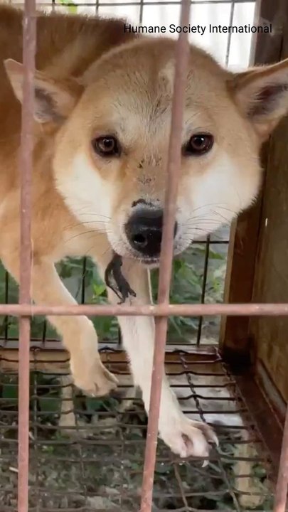 100+ Dogs Rescued From Meat Farm Arrive In Canada - video Dailymotion