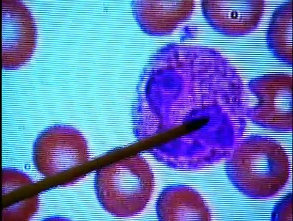 Bill Nye - The Science Guy - S05 - E03 - Genes - video Dailymotion