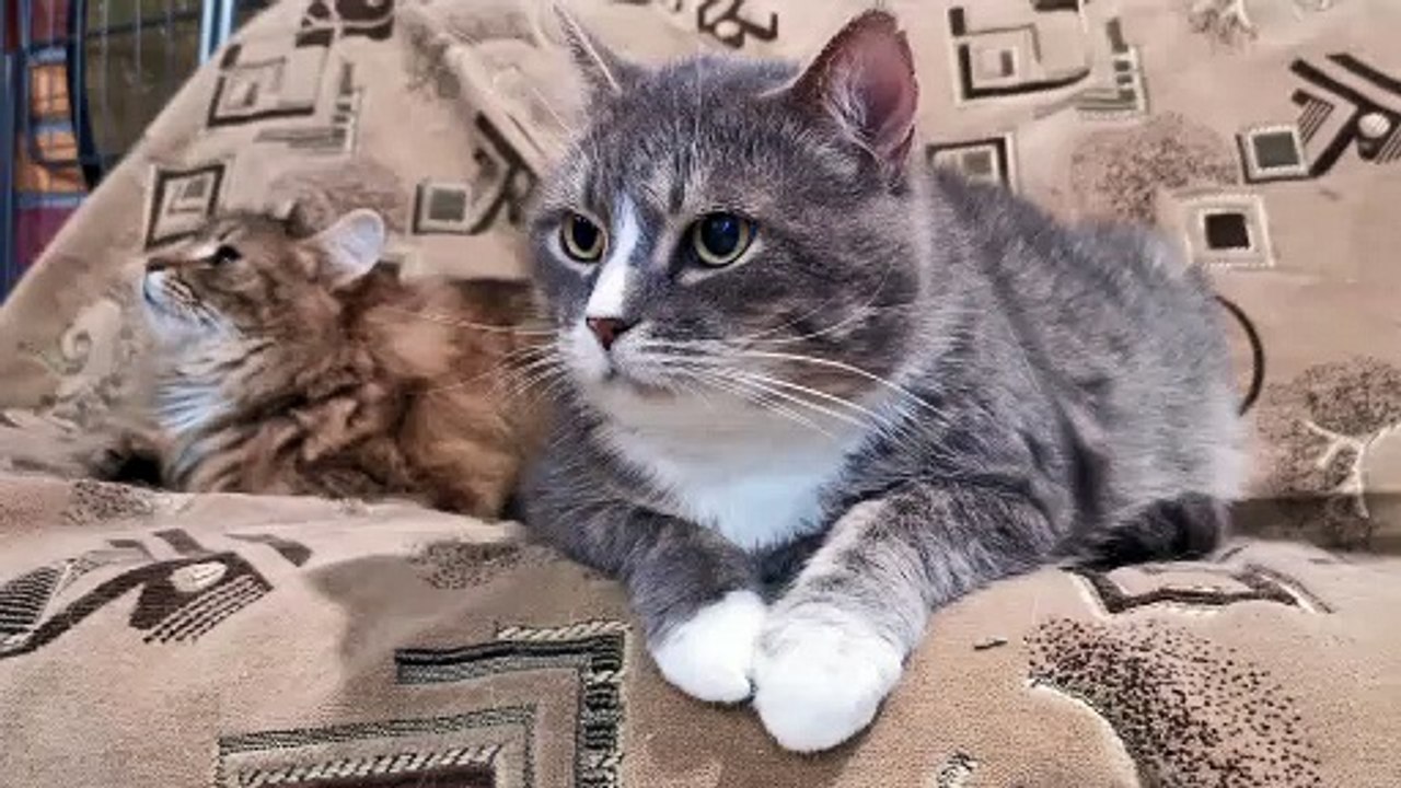 kucing abu2 lucu - Video Dailymotion