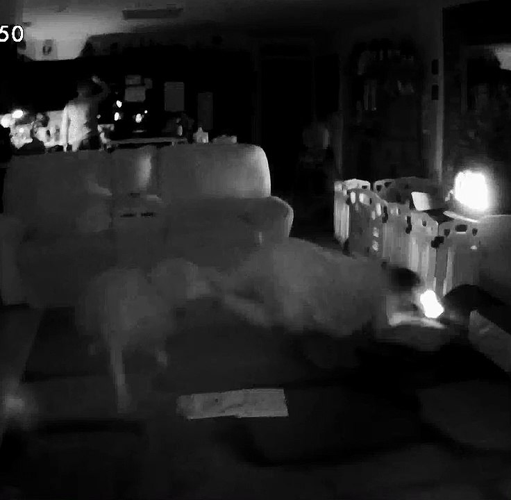 Tripping Over the Dog in the Dark - video Dailymotion