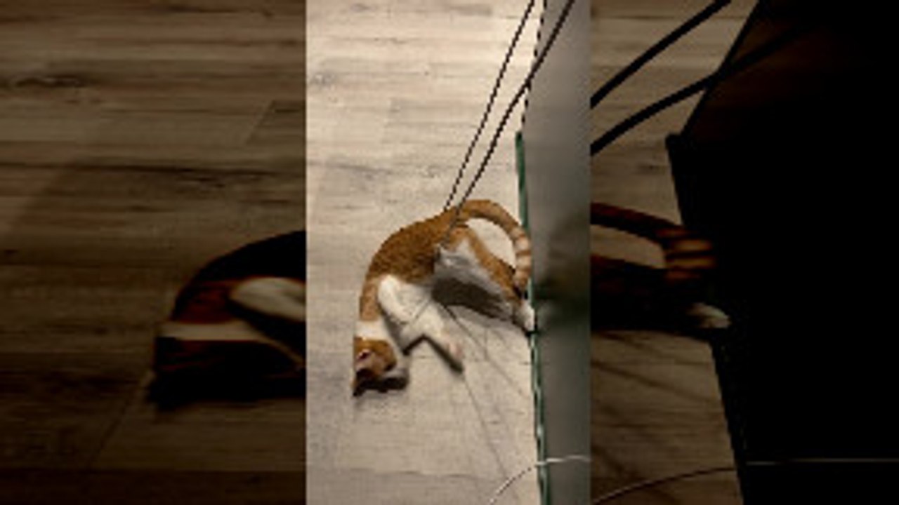 Playful Cat Gets Stuck in Computer Cord - video Dailymotion