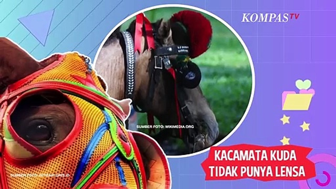 Ini Alasan Kenapa Kuda Pakai Kacamata - Video Dailymotion