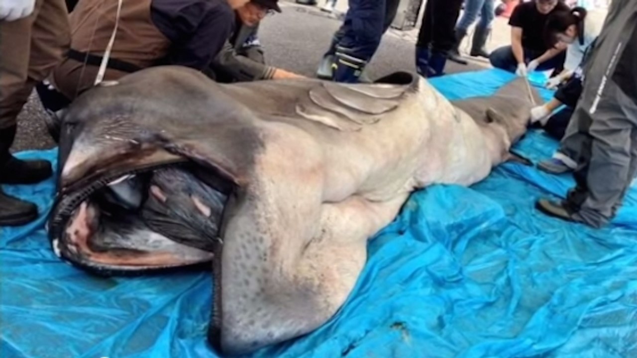 Un spécimen rare de requin grande-gueule capturé au Japon - Vidéo ...