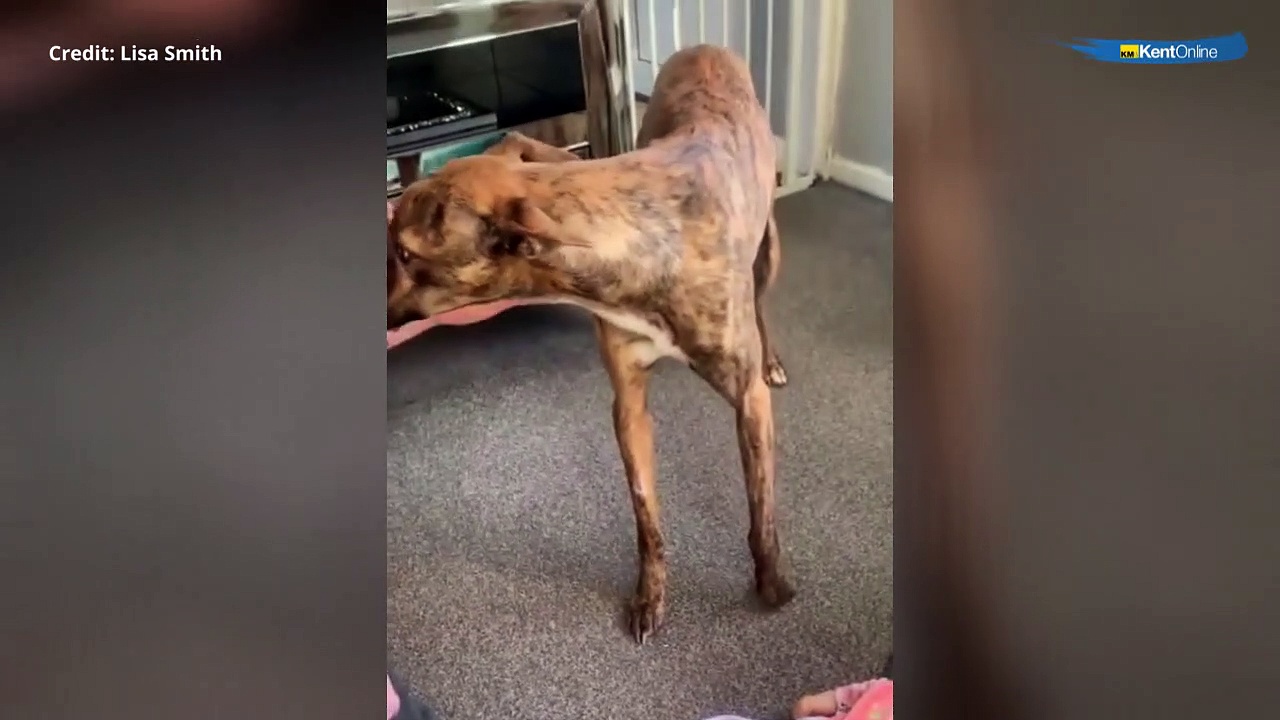 Dog's first steps after 'miracle' recovery