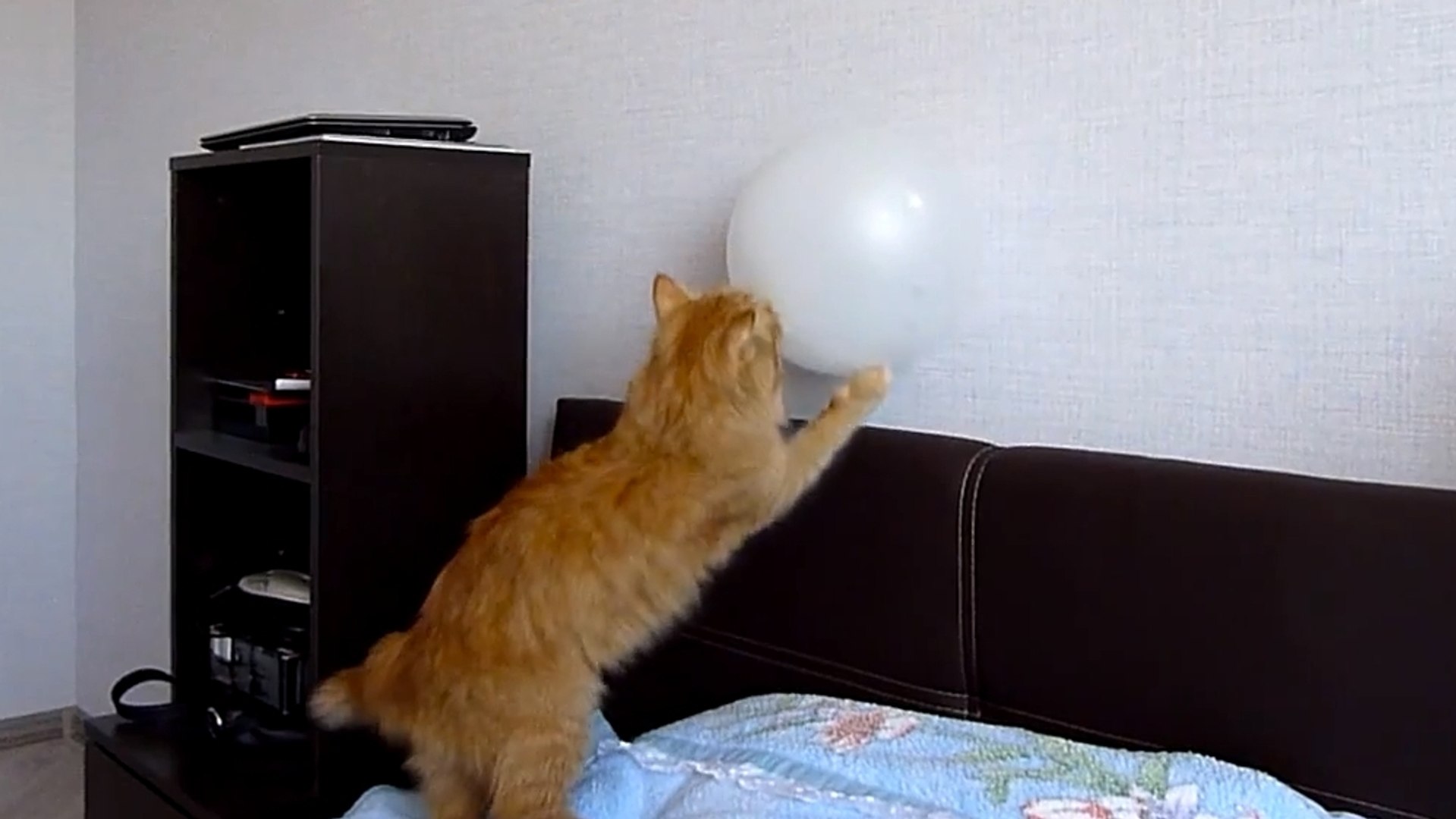 Chats Jouant Avec Une Balle