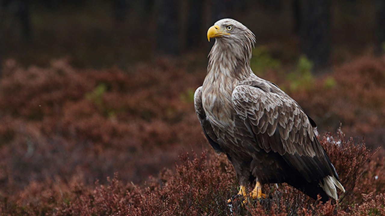 Fontainebleau : un rapace très rare observé pour la première fois ...