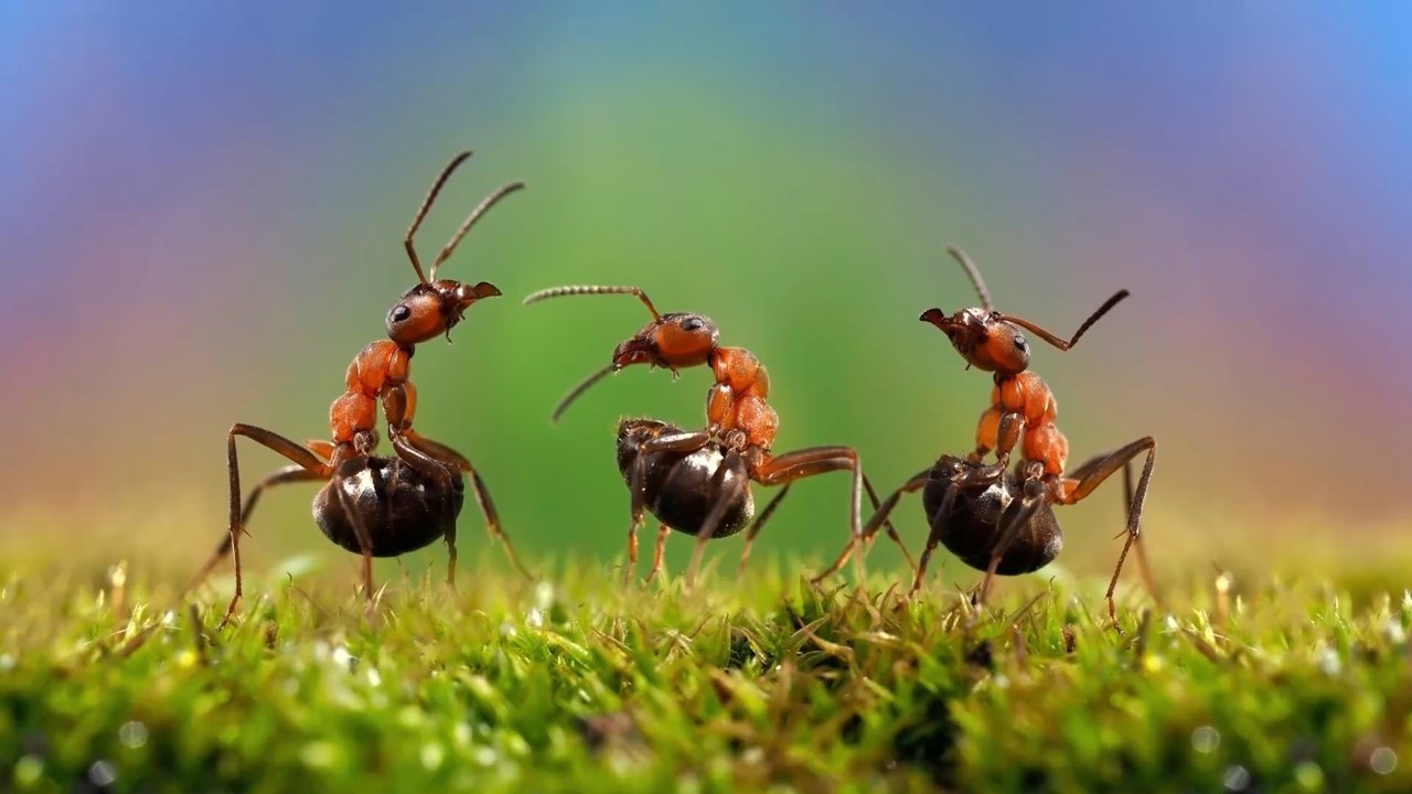 Photographer finds crow taking... an ant bath - video Dailymotion