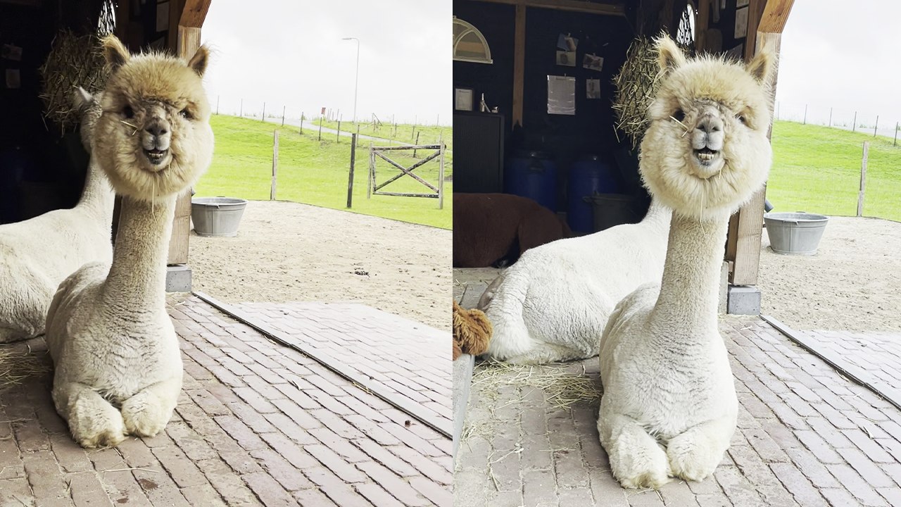 ''Freek accident!' Alpaca gets a swollen face after fight with sibling ...