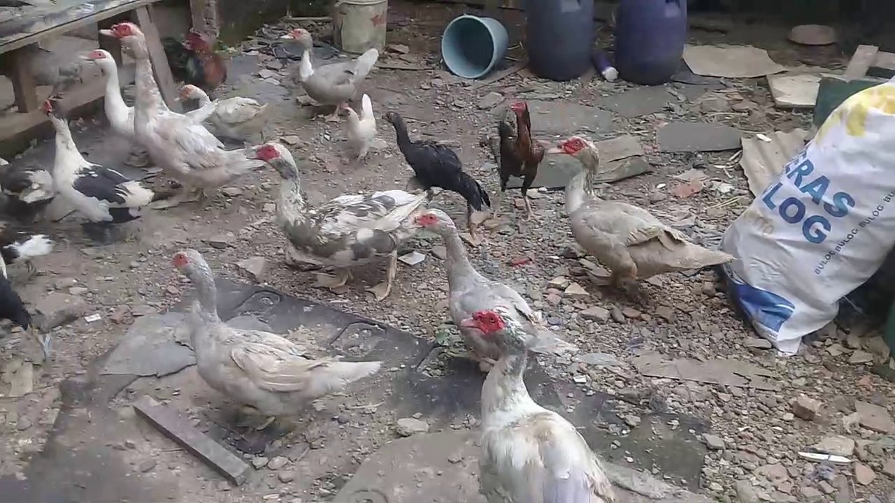 Usaha Ternak Entok , Salah Satu Usaha Yang Menjanjikan Hasil Yang ...