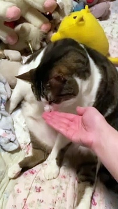 Cat with Gigantism Sits Like a Person - video Dailymotion