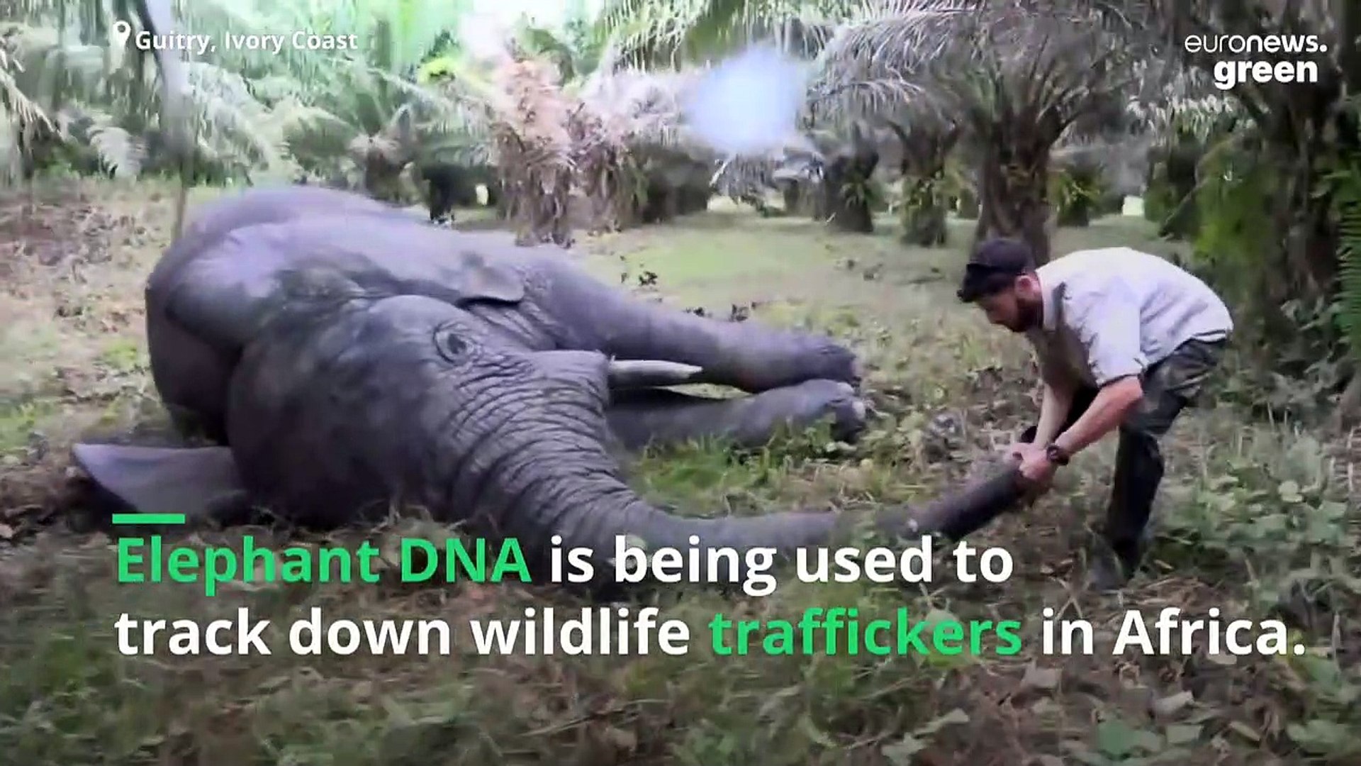 How elephant DNA is being used to disrupt the ivory trade