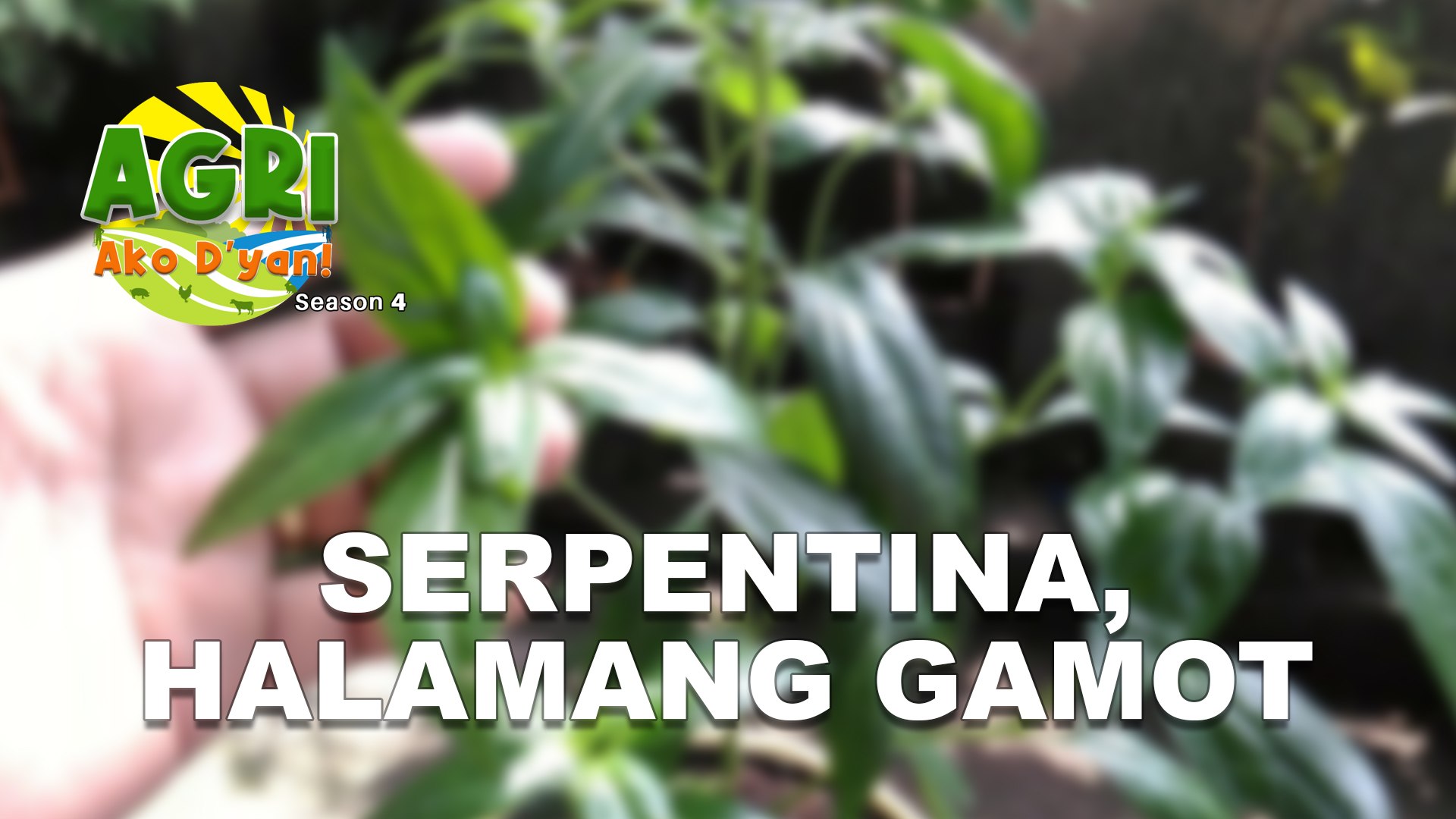 Halamang Gamot Shop Serpentina Capsule By Halamang Gamot With Great