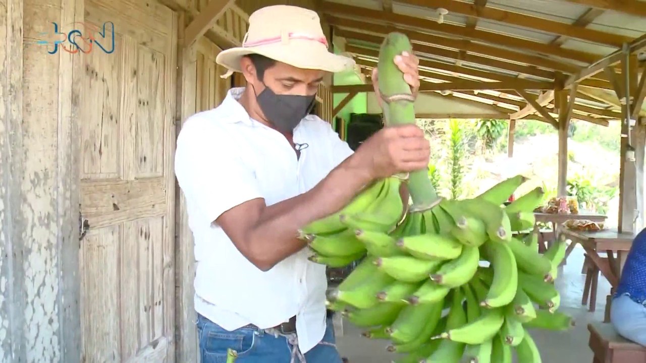 mqmn-¿Le gustan los plátanos tostados? Aquí hacen los mejores-250222 ...