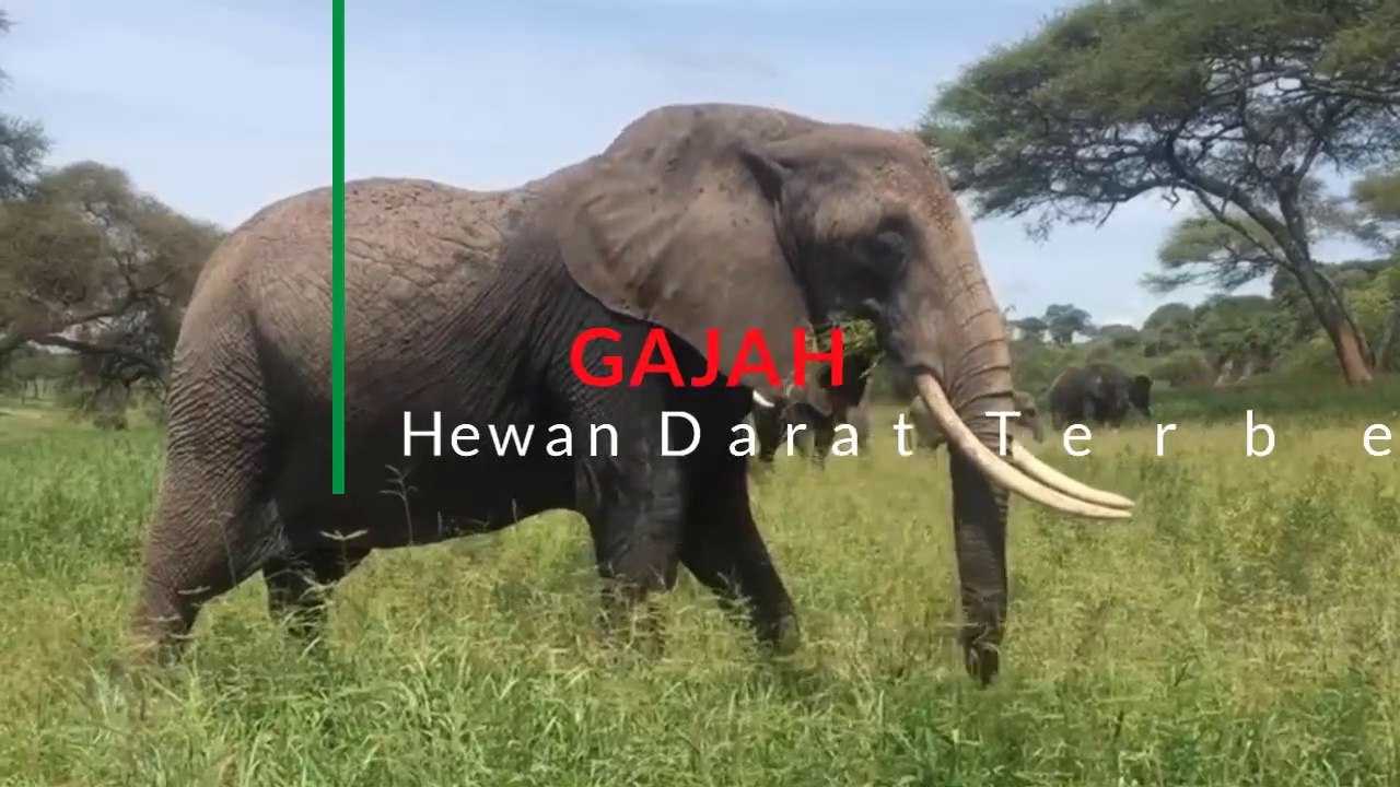 Gajah Hewan Terbesar di Daratan - Video Dailymotion