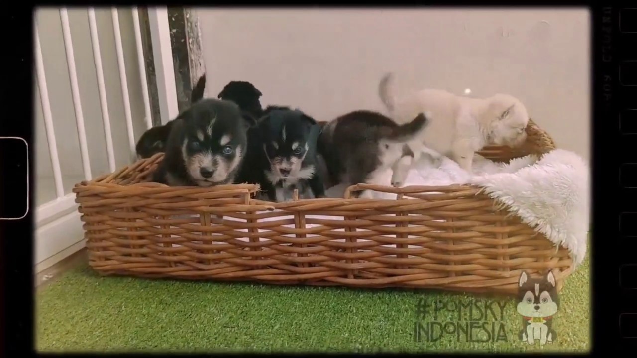 NEWBORN POMSKY PUPPY 2020 | #pomskyindonesia - video Dailymotion