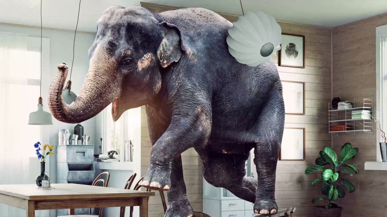 This is what happens when you give an elephant LSD - video Dailymotion