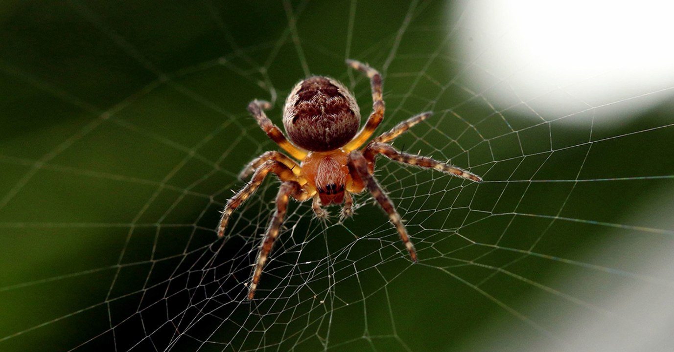 Meet Bagheera kiplingi: The only vegetarian spider in the world - video ...