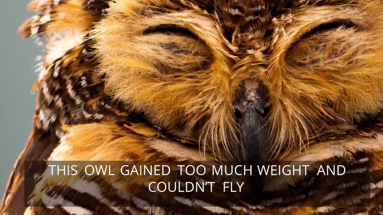 This Obese Owl Had To Lose Weight To Fly - video Dailymotion