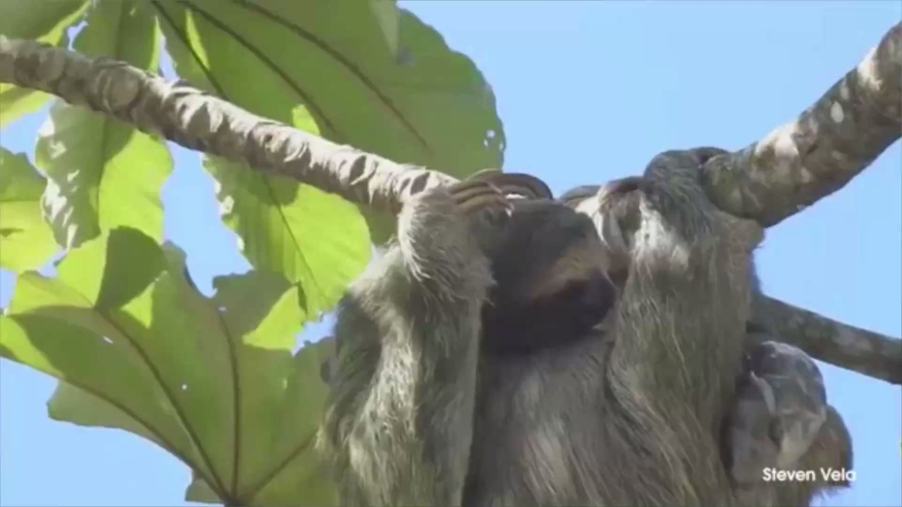 This footage of a sloth giving birth shows just how powerful all of ...