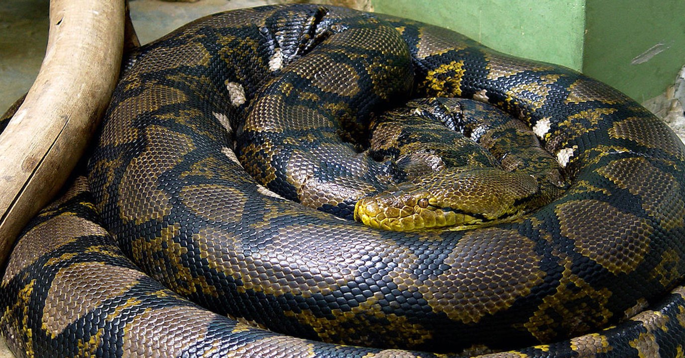 Indonésie : un python de sept mètres a avalé une femme - Vidéo Dailymotion